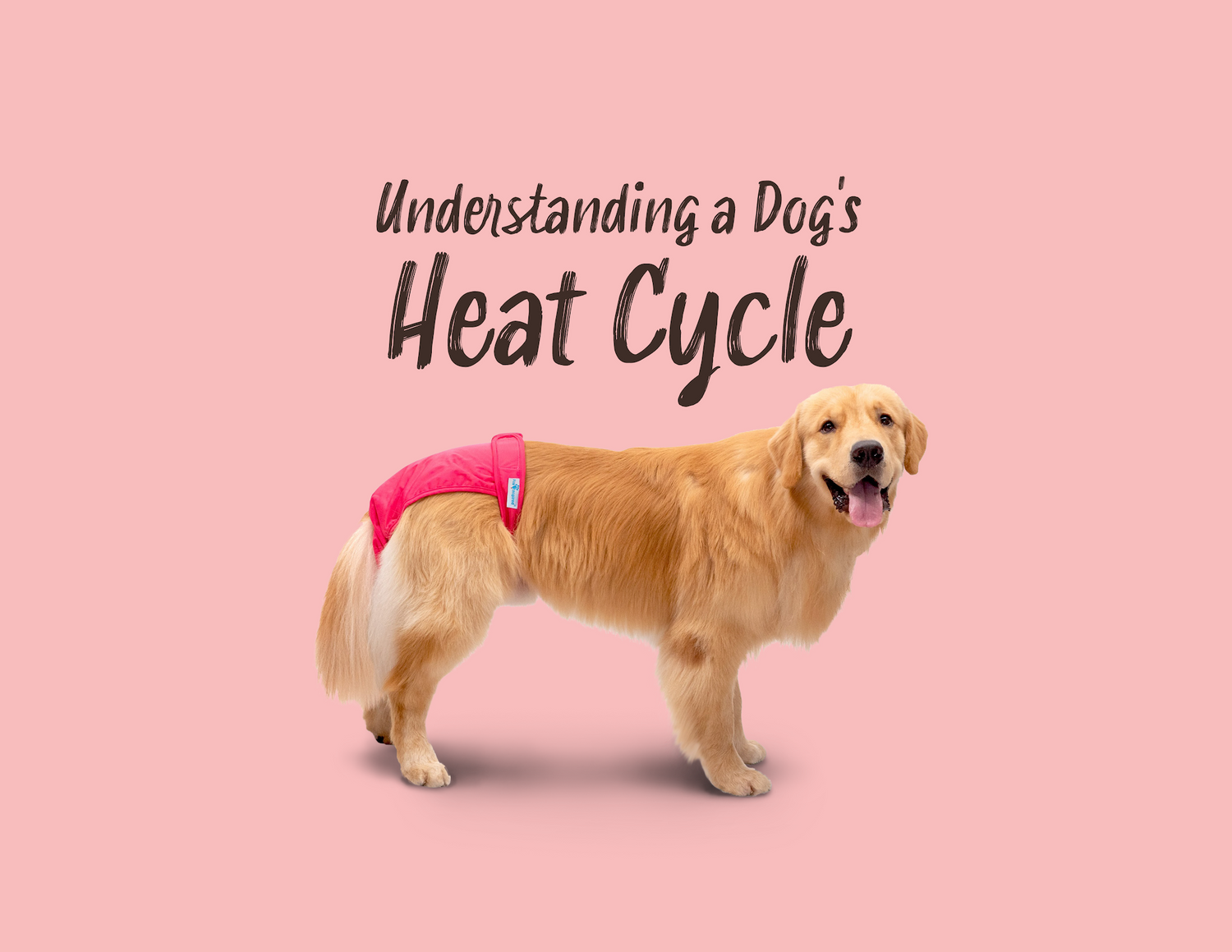 Understanding a Dog's Heat Cycle – Paw Inspired